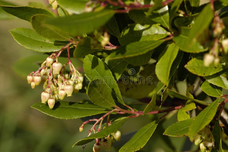 Strawberry-tree stock image. Image of landscape, bush - 187808455