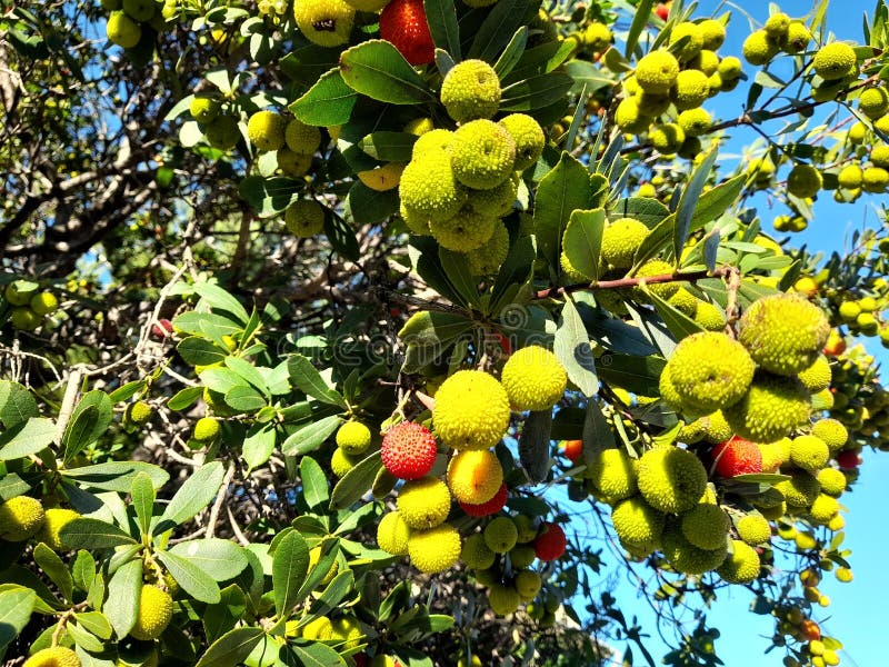 Strawberry tree stock photo. Image of deciduous, plant - 361277248