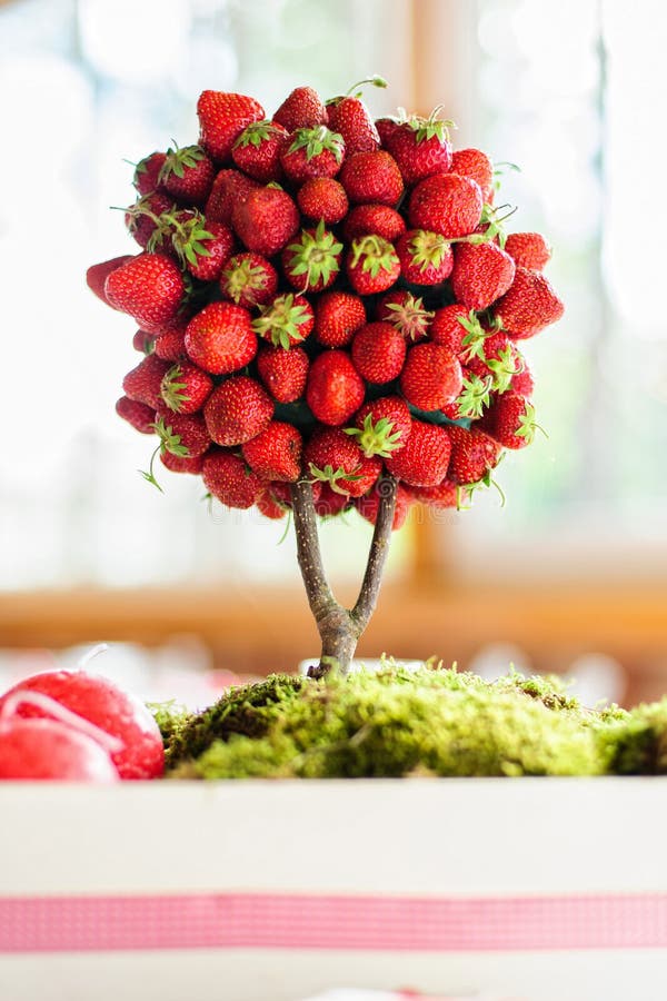 Strawberry tree stock photo. Image of restaurant, tree - 50079010