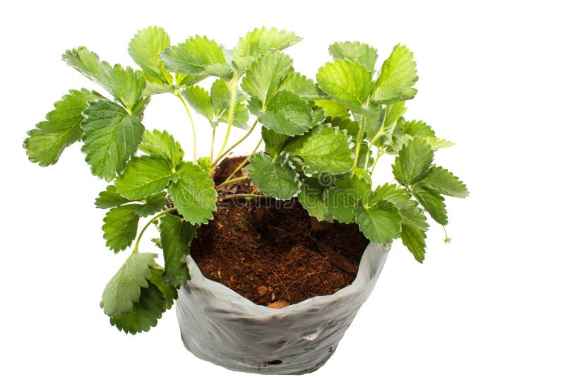 Strawberry tree stock photo. Image of scene, flower, pattern - 35998154