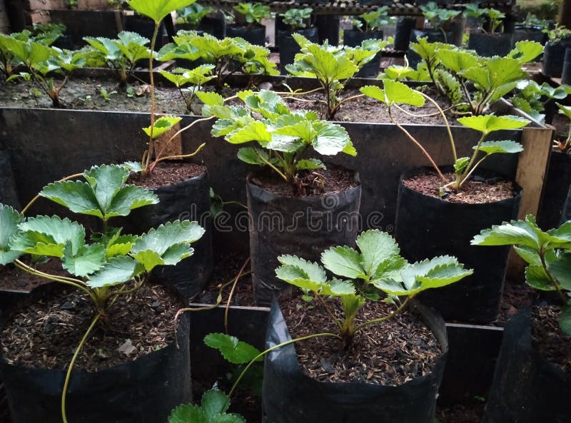 Strawberry Trees at Backyard Garden Stock Photo - Image of trees, grass ...