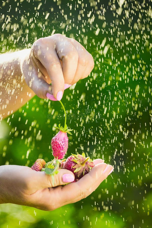 Strawberry Under the Drops of Rain.Strawberry Under the Drops of Rain ...