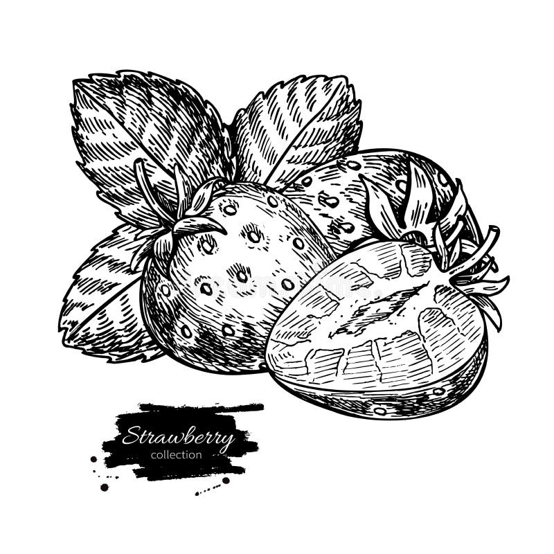 Strawberry Vector Drawing Set. Isolated Hand Drawn Berry, Slice, Stock ...