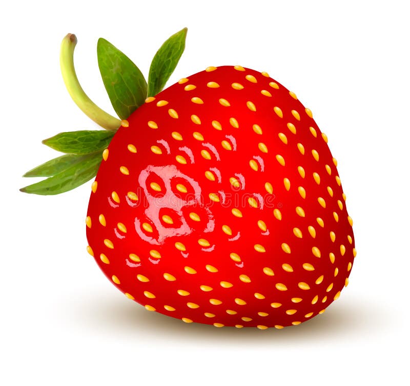Strawberry. Vector. stock vector. Illustration of juicy - 32917572