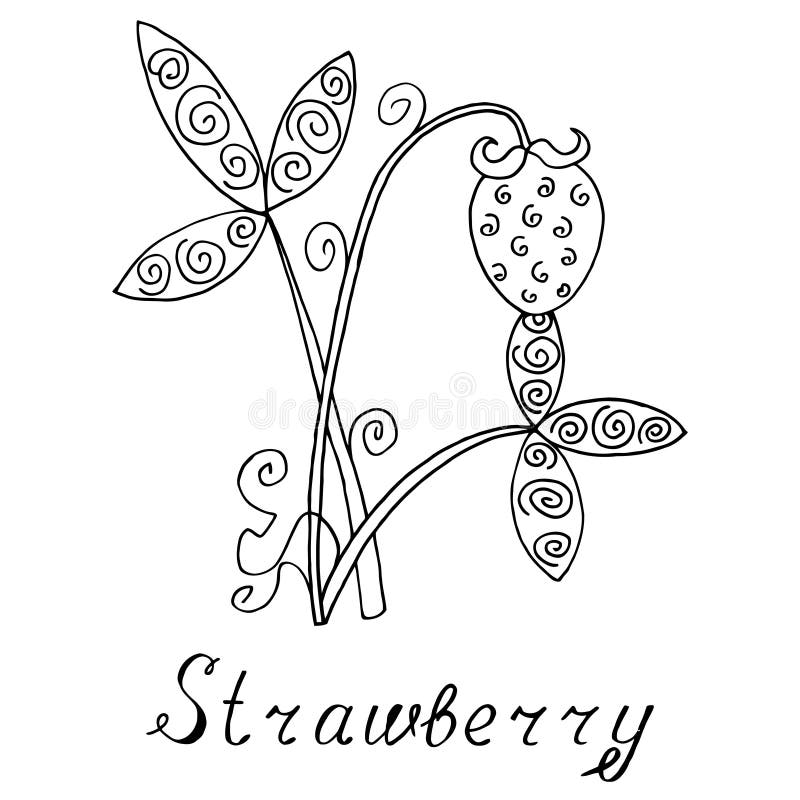Strawberry Vector, Strawberry Zen Doodle. Black and White. Stock Vector ...