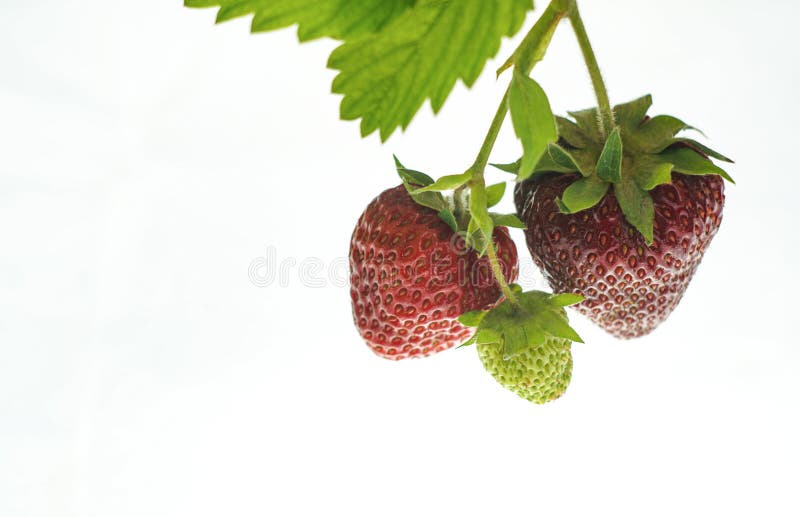 Strawberry on a White Background Stock Image - Image of sweet, fruity ...