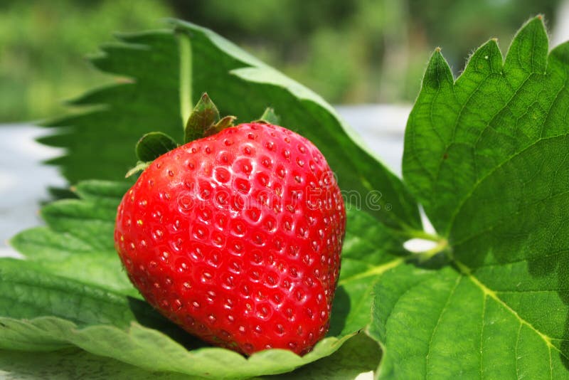 Strawbery. stock image. Image of life, fruit, berry, ripe - 16107247