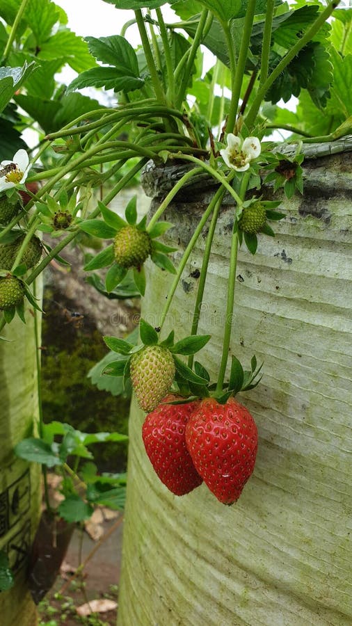 Strawbery Farm in West Java Stock Photo - Image of java, ciwidey: 381387974