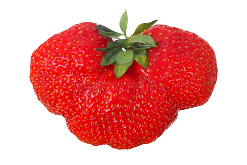 Strawbery on white stock photo. Image of strange, tasty - 102541748