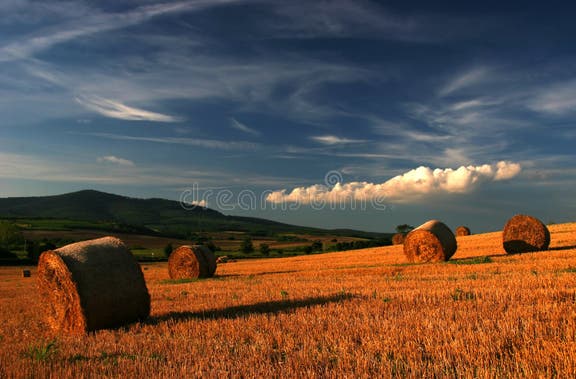 Strawfield stock photo. Image of food, reap, corn, cereal - 20137882