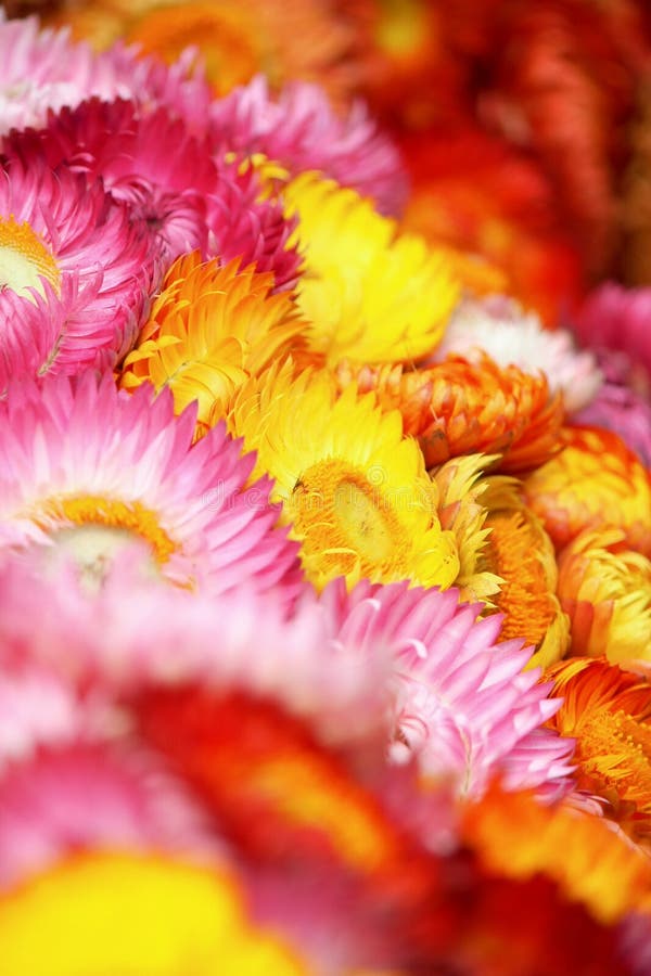 Helychrysum - Immortelle Flowers Stock Image - Image of botany, flora ...