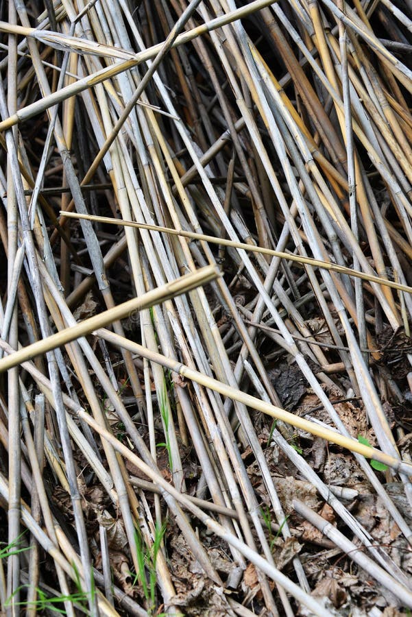 STRAWS TEXTURE stock image. Image of plant, dried, straws - 49264817