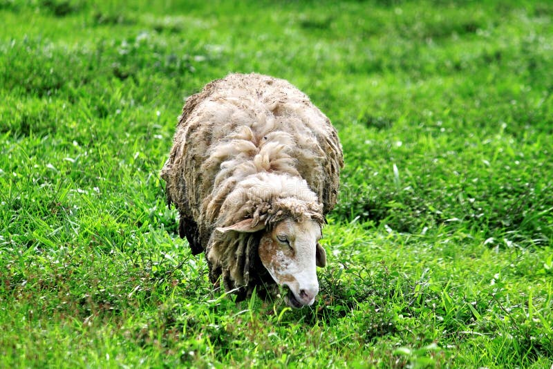 164 Stray Sheep Stock Photos - Free & Royalty-Free Stock Photos from ...