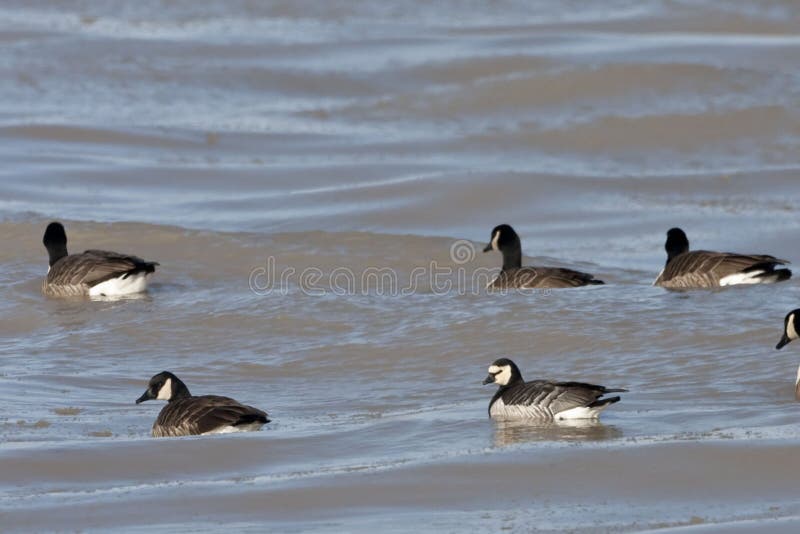Stray Barnacle Goose, Branta Leucopsis with Canada Geese Stock Photo ...