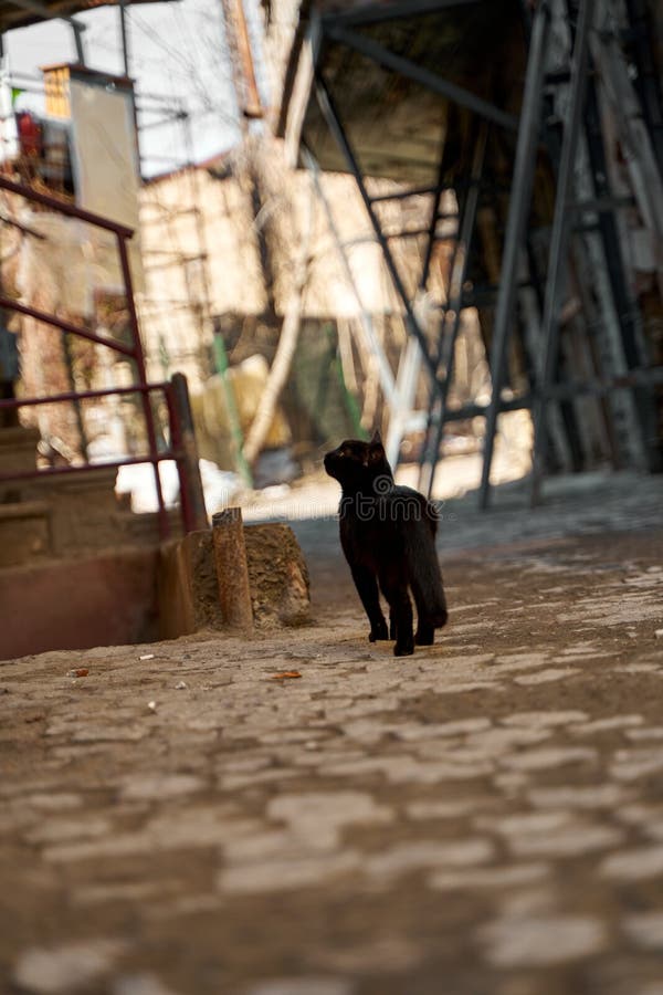 A Stray Black Cat Walks in the Alley Stock Photo - Image of walks ...