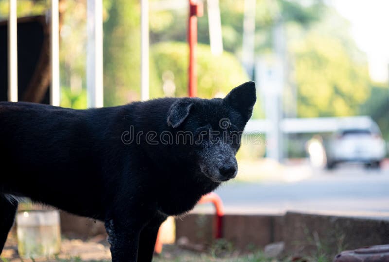 Stray black dog stock photo. Image of depressed, rest - 171945946