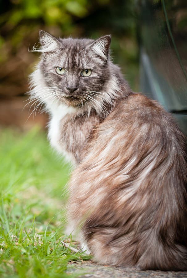 Stray Brown, Ginger and White Long-Haired Cat Sitting Stock Photo ...
