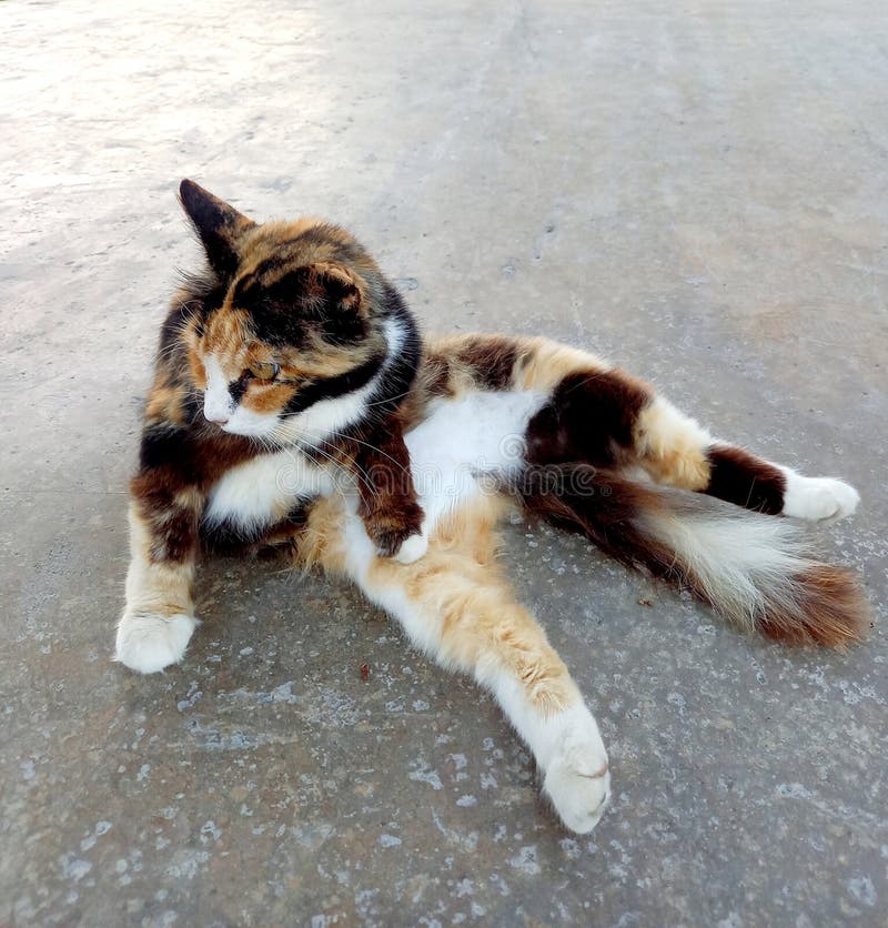 Stray Calico Cat Sitting in an Awkward Pose Stock Image - Image of ...