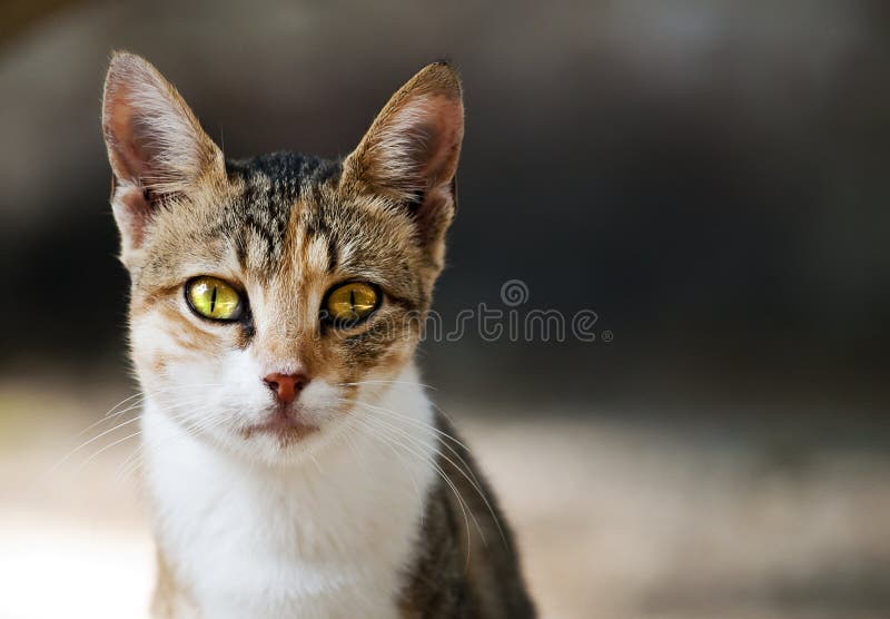 Stray Cat stock photo. Image of curious, veterinary, cute - 11046134