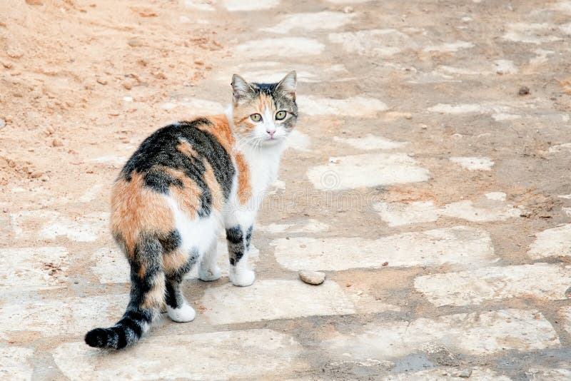 Stray cat stock photo. Image of tabby, feline, homeless - 24640748