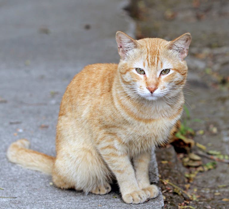 Cat Mange Stock Photos - Free & Royalty-Free Stock Photos from Dreamstime