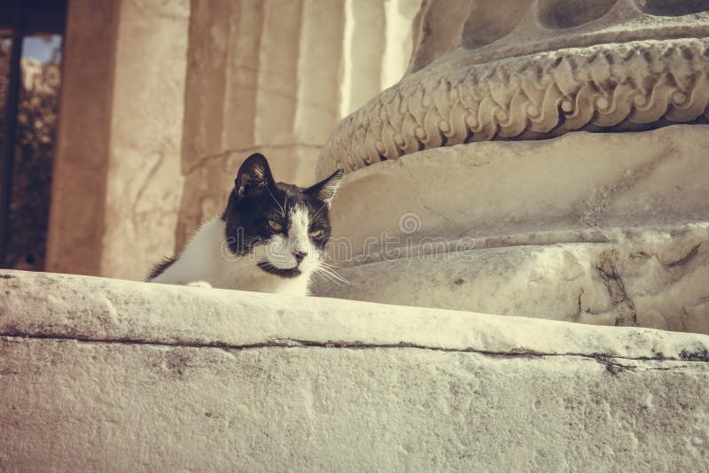 Stray cat in Acropolis stock photo. Image of athens, acropolis - 77648264