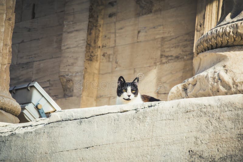 Stray cat in Acropolis stock image. Image of athens, building - 77648279