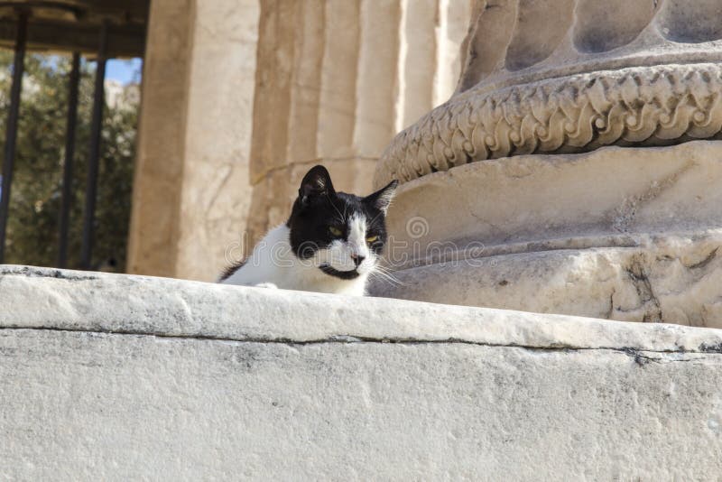 Stray cat in Acropolis stock photo. Image of historic - 77648452