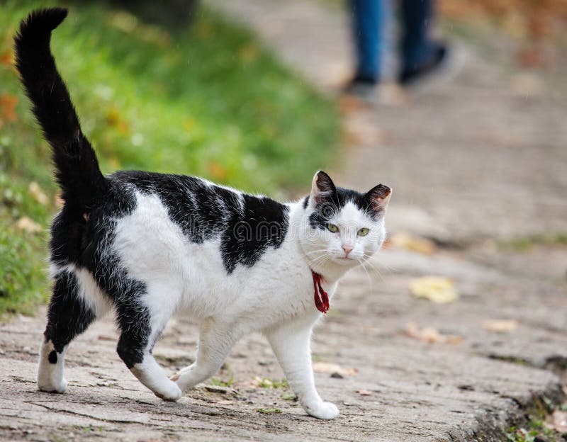 Stray Cat Alone in a City of Vilnius, Lithuania Stock Photo - Image of ...