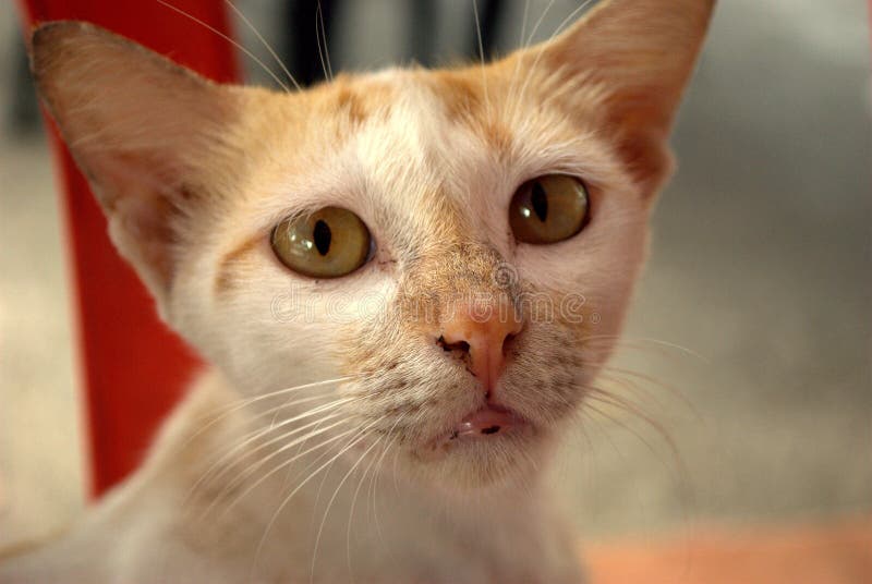 Stray Tabby Cat stock photo. Image of hunger, feline, gray - 5799644