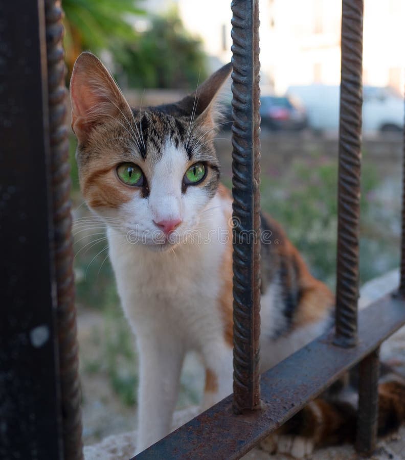 Stray Cat Behind the Fence the Problem of Stray Animals Stock Photo ...