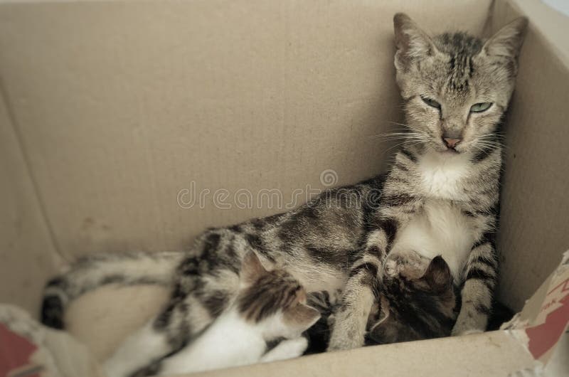 Stray cat in a box stock photo. Image of white, mammal - 202582310