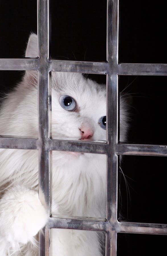 Stray cat in cages. stock photo. Image of caged, cage - 8409720