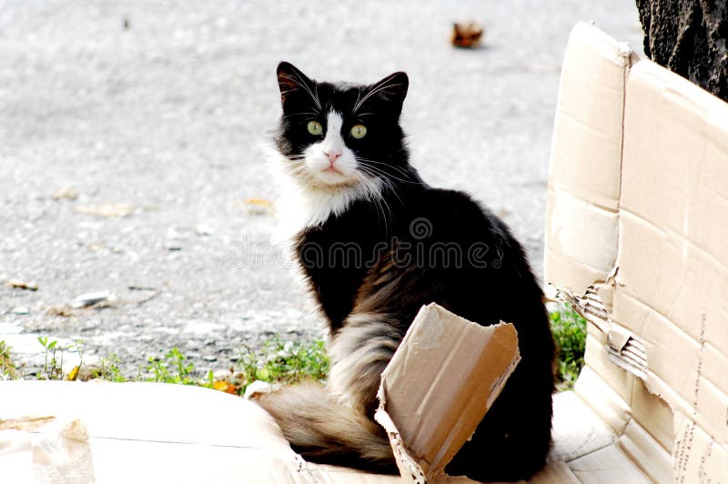 Stray Cat on a Cardboard Box Stock Photo - Image of love, tenderness ...