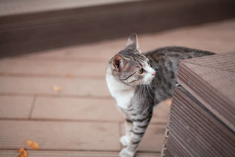 A Stray Cat Cautiously Looking Backwards on the Street in Autumn Stock ...