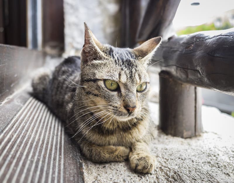 Stray Cat stock image. Image of ears, close, animal, eyes - 73529893