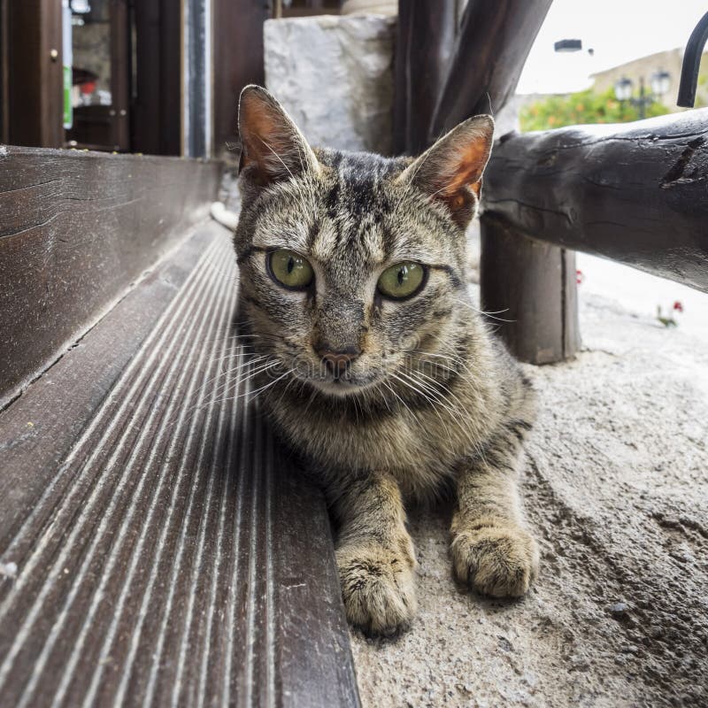Stray Cat stock image. Image of look, close, stray, mammal - 73529997