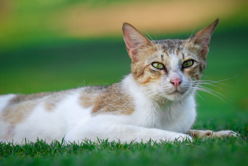 Stray cat stock image. Image of mammal, cute, environment - 103367967
