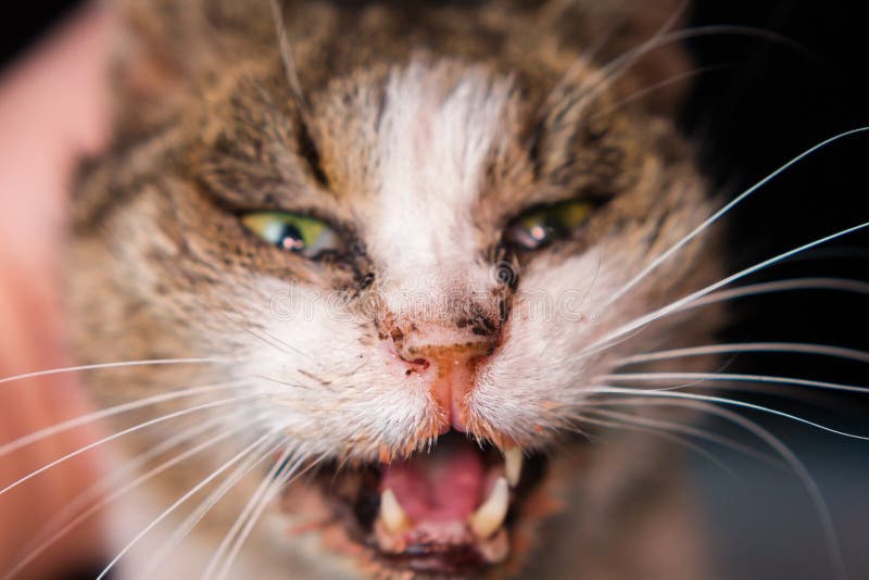 Stray Cat with Conjunctivitis and Rhinitis Stock Image - Image of ...