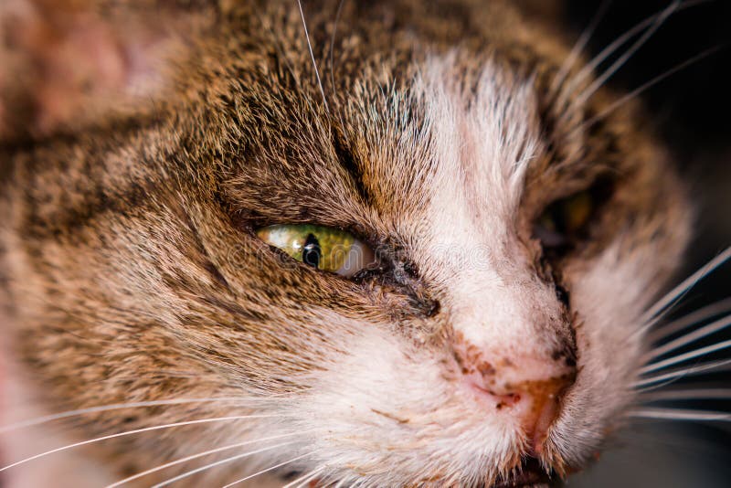 Conjunctivitis in the cat stock image. Image of infection - 138762381