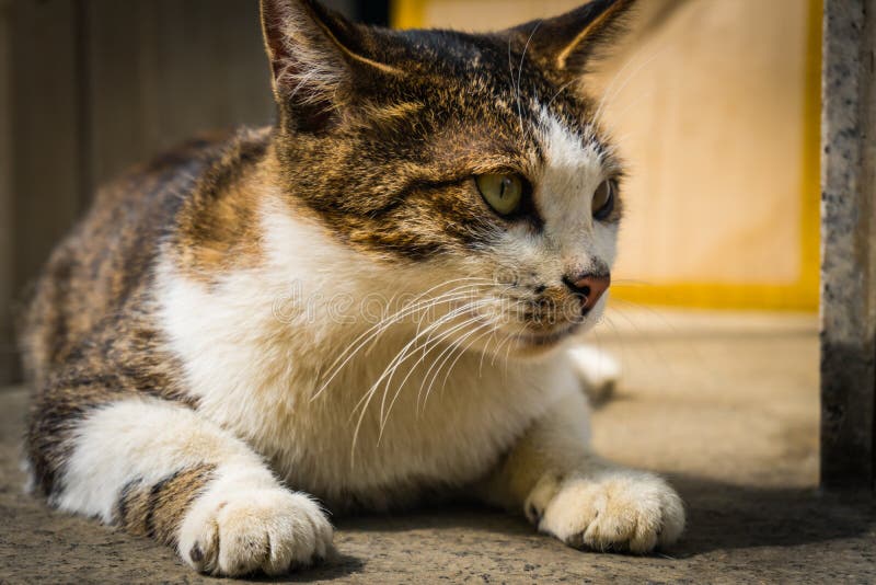 Stray cat crouch close up stock image. Image of hair - 91102727