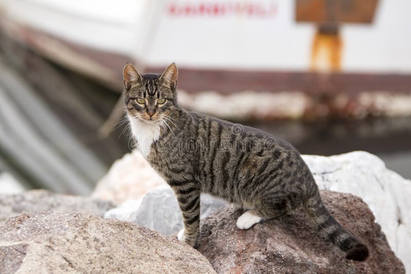 The Stray Cat. Derelict, Forlorn, Alone Cat Outdoor Stock Photo - Image ...