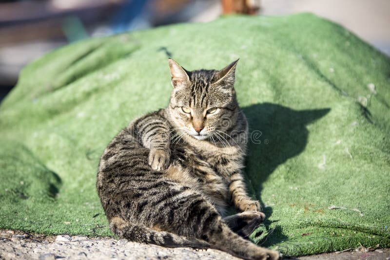 The Stray Cat. Derelict, Forlorn, Alone Cat Outdoor Stock Photo - Image ...