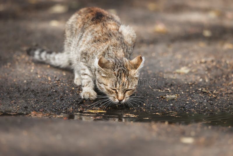 A Stray Cat Drinking Water from a Puddle Stock Image - Image of ...