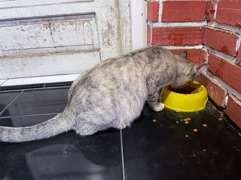 Stray Cat Eating Dry Cat Food Outside the Building Stock Photo - Image ...