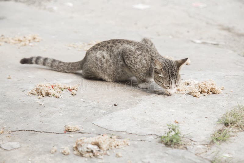 Stray Cat Eating Food on the Street Stock Image - Image of food ...