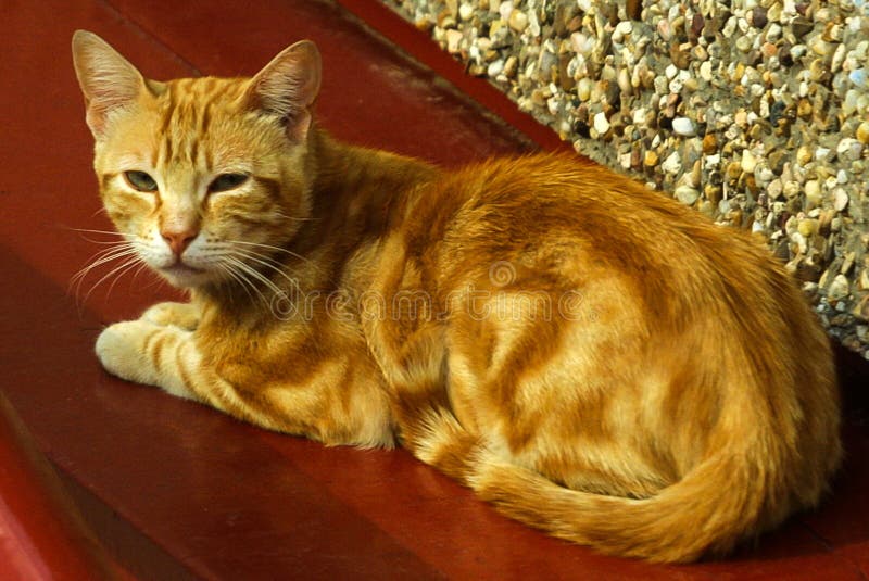 Stray cat stock photo. Image of animal, park, company - 171328780