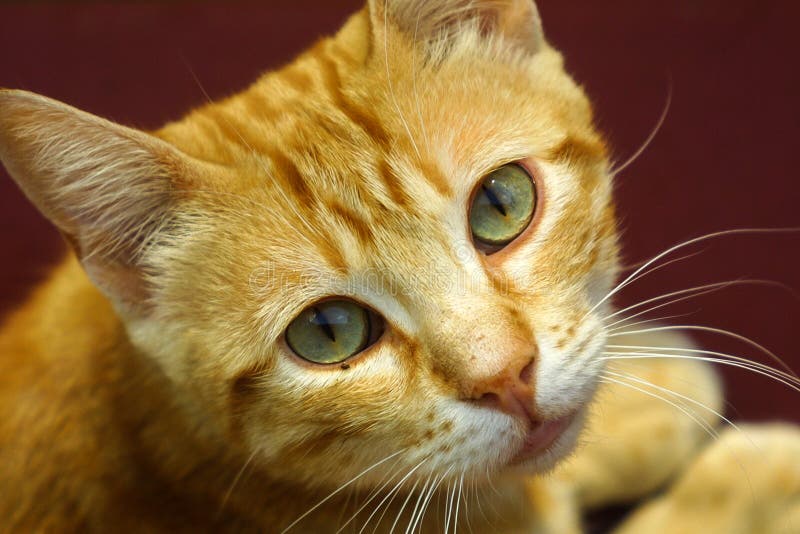 Stray cat stock photo. Image of park, mustaches, wildlife - 171328978