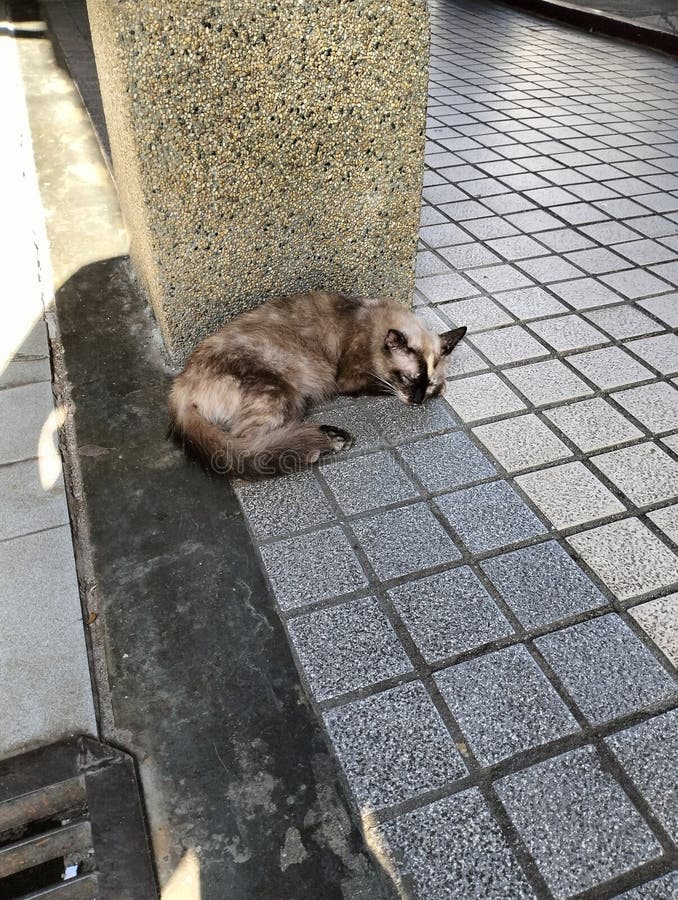 Stray cat fall asleep stock photo. Image of mammal, fall - 271919652