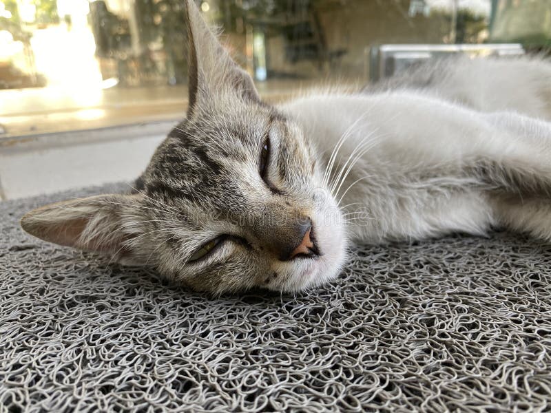 Stray cat stock photo. Image of aslep, front, catlovers - 227568932